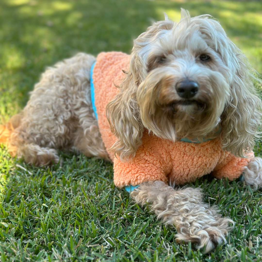 Mandarin Fluffy Dog Sweater – Honey Pups